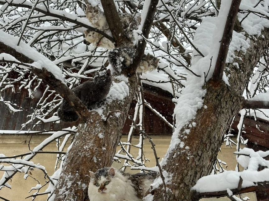 Кошки воробушки живут на дереве