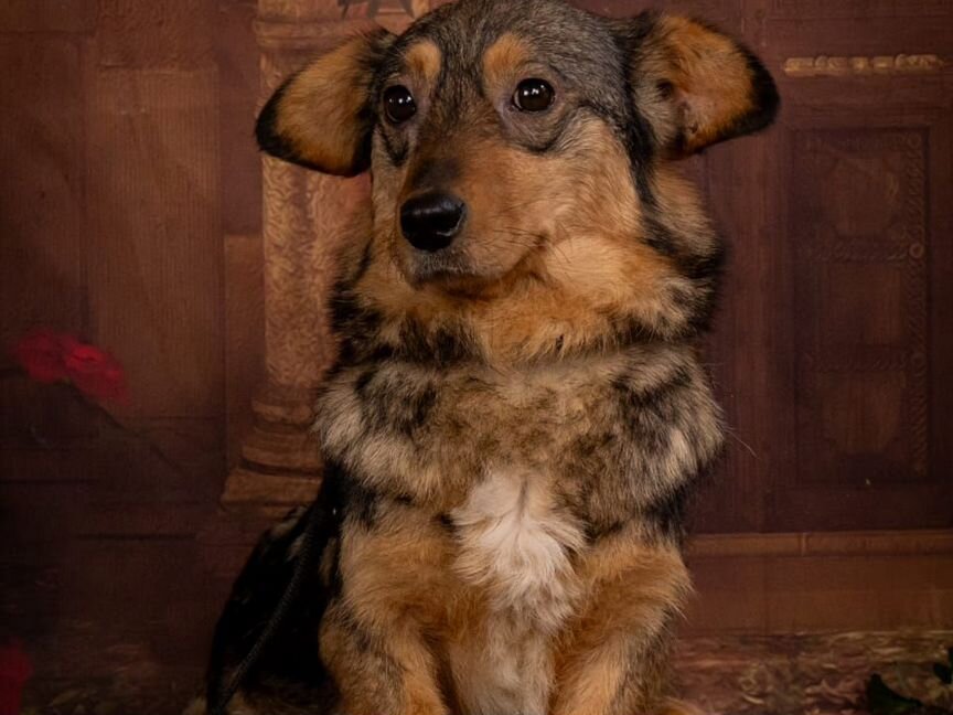 Отдам маленькую собачку 35 в холке