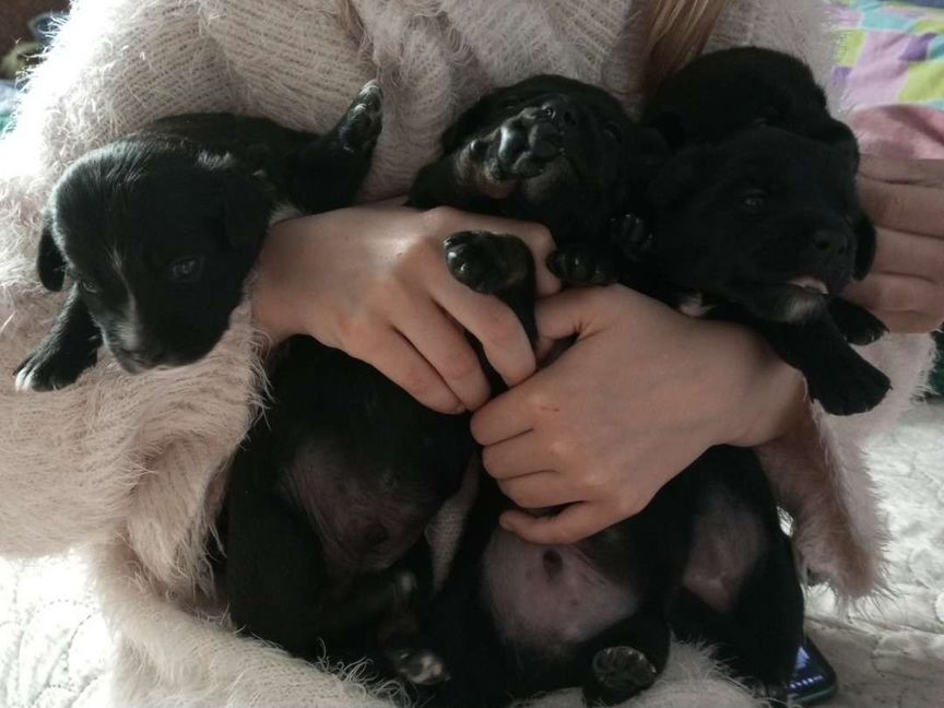 Кроличья такса