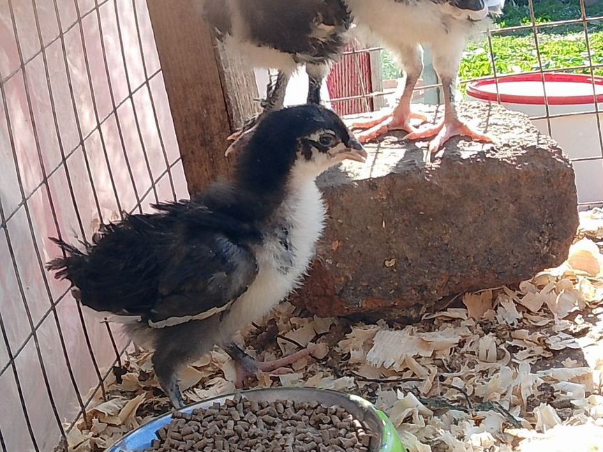 Цыпленок маран. Кученский