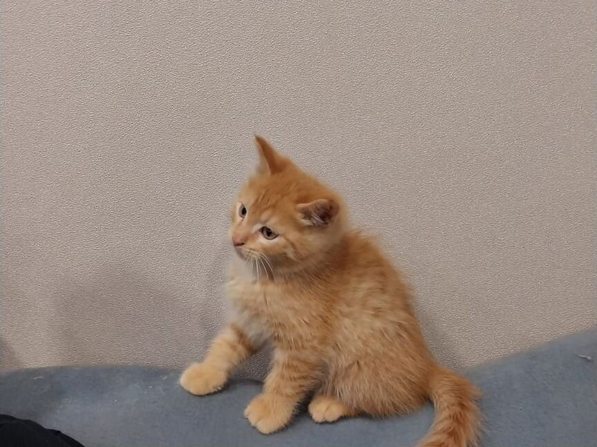 Рыжий котенок (мальчик) 1.5 месяца