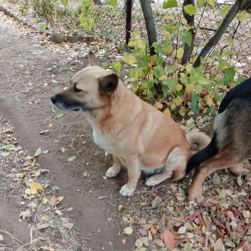 Нужен дом собачке