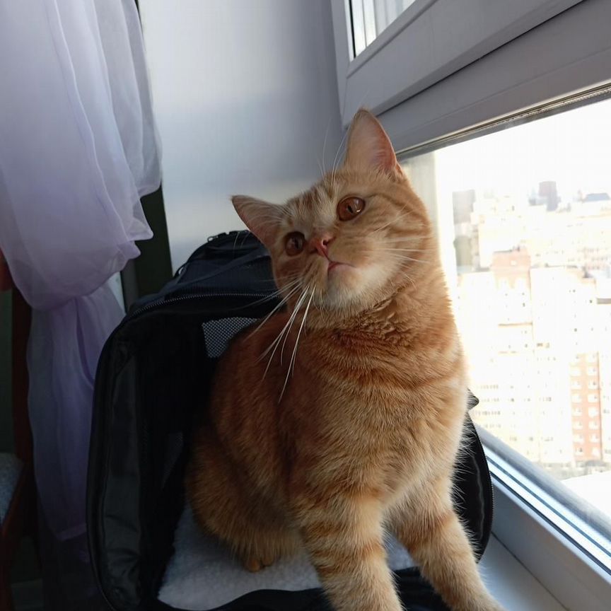 Отдам бесплатно кота 2,5 года