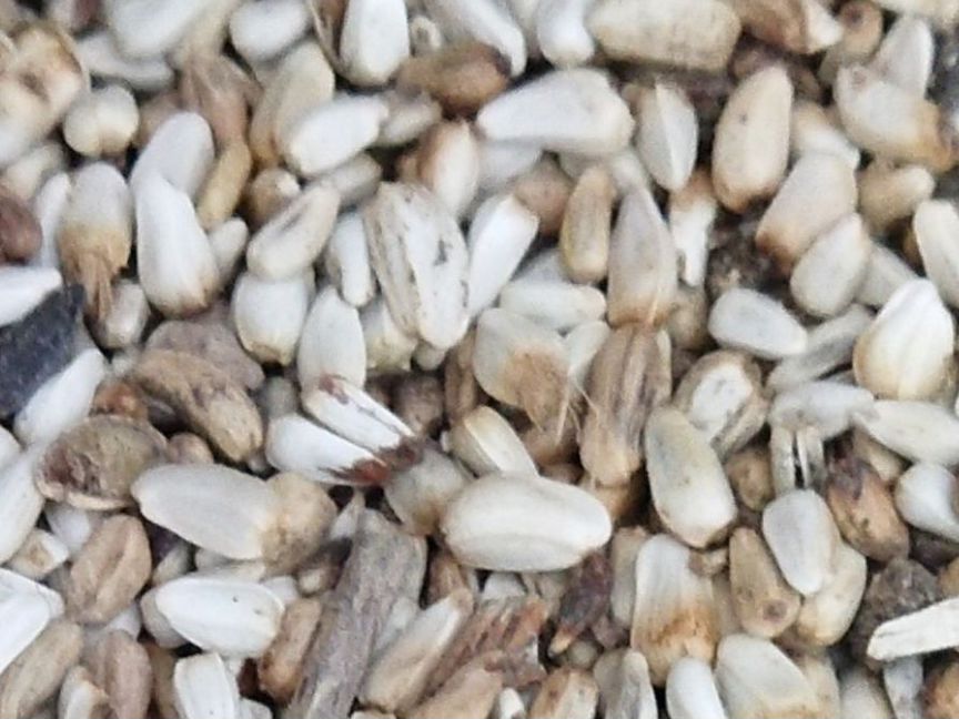 Семечки Сафлор