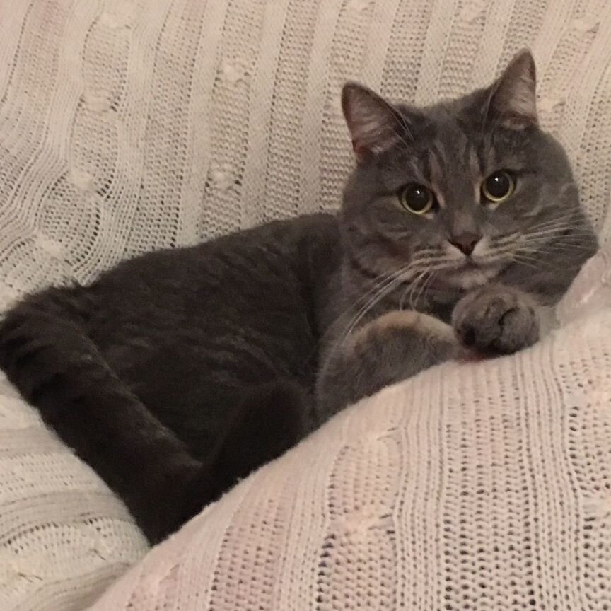 Взрослый кот в добрые руки