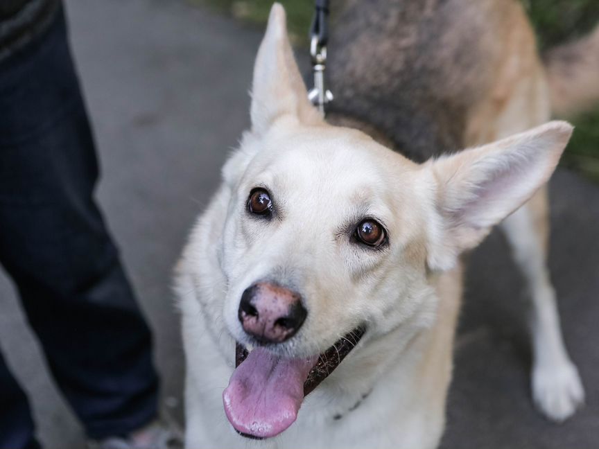 Красавице и умнице Алисе нужен дом