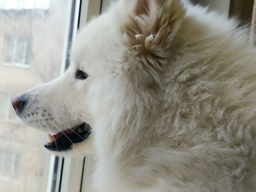 Самоедская лайка отдам хорошим людям