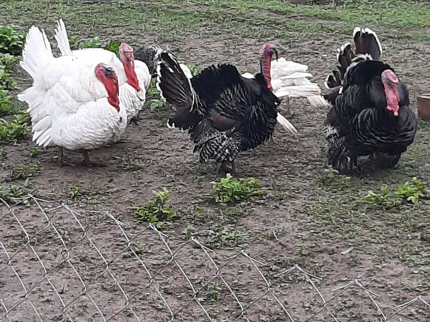 Индюки (самцы и самки)