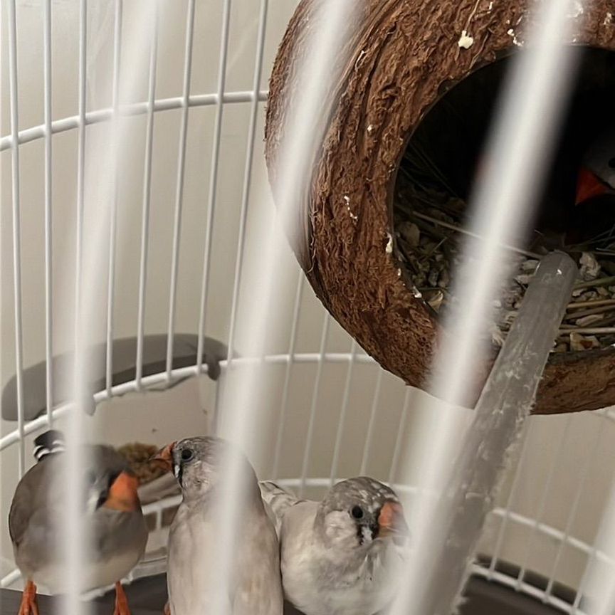 Зебровые амадины