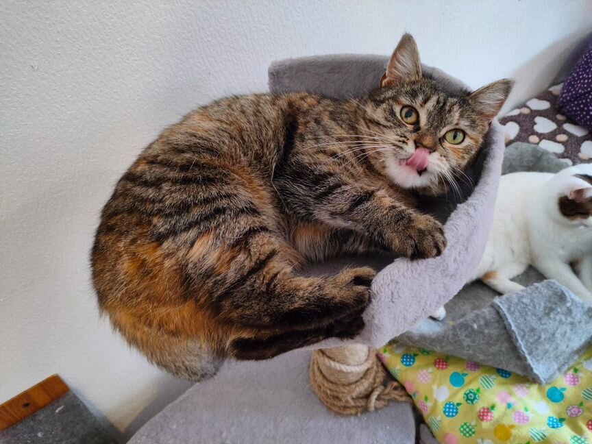 Мягонькая кошечка в семью