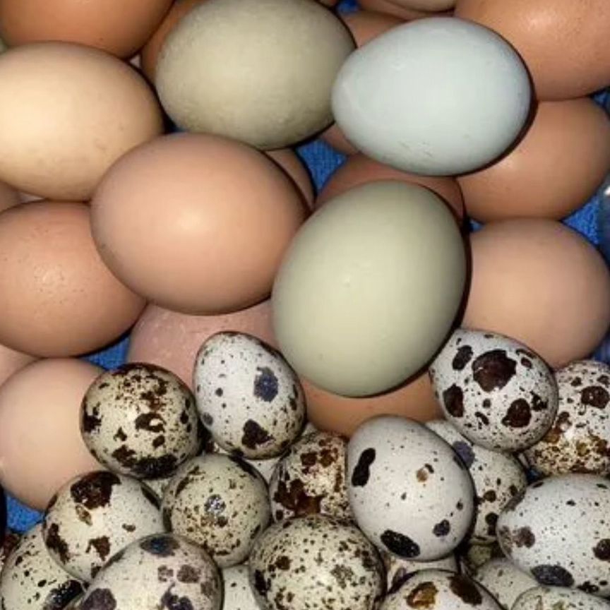 Инкубационное яйцо. Куриные. Перепелиные