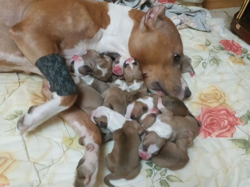 Щенки американского стаффордширского терьера стафф