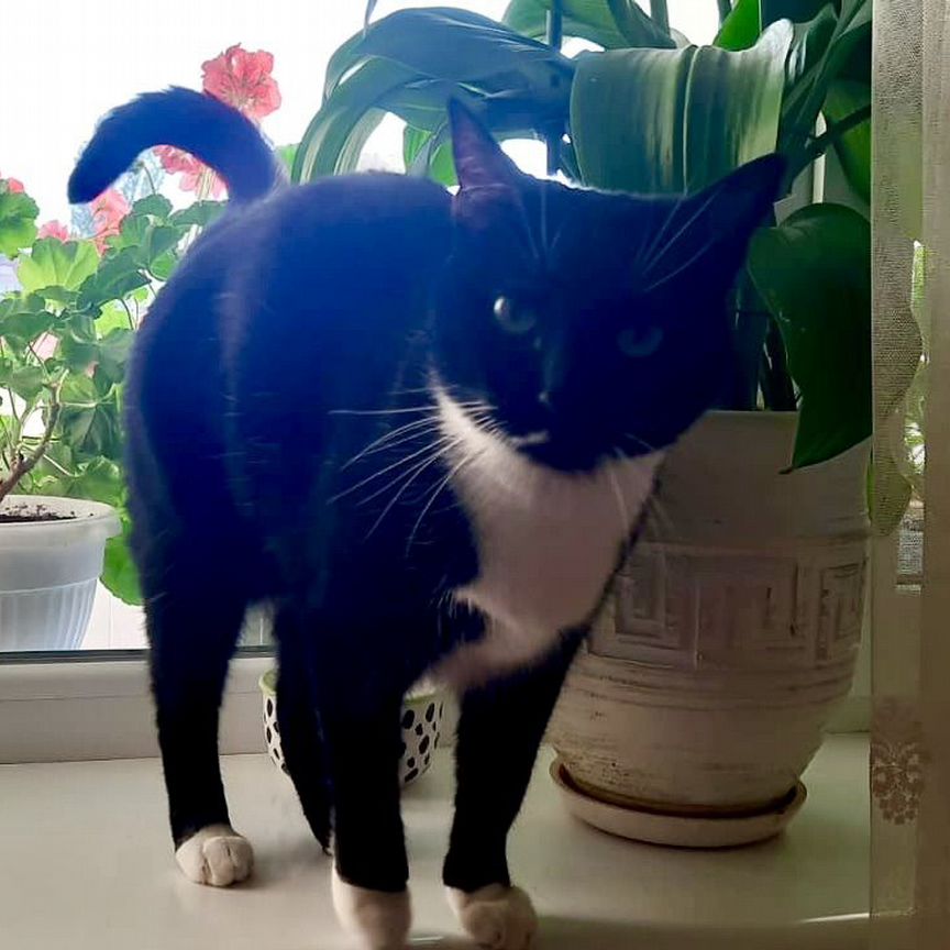 Домашняя кошка для добрых людей