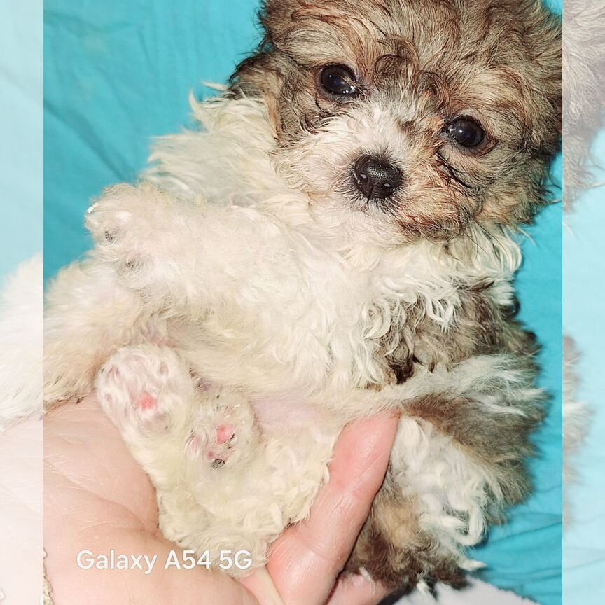 Мальтипу, щенок