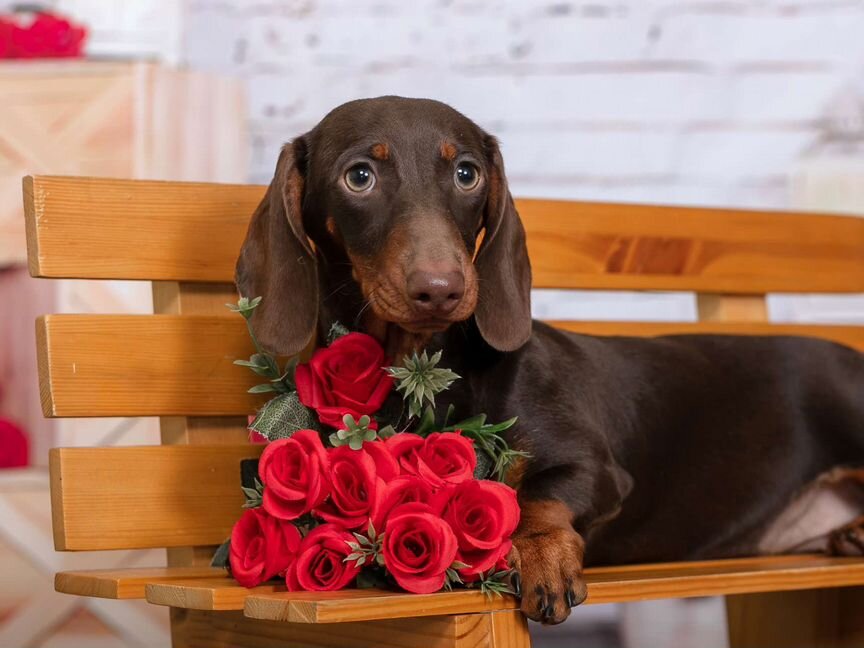 Щенки миниатюрной таксы