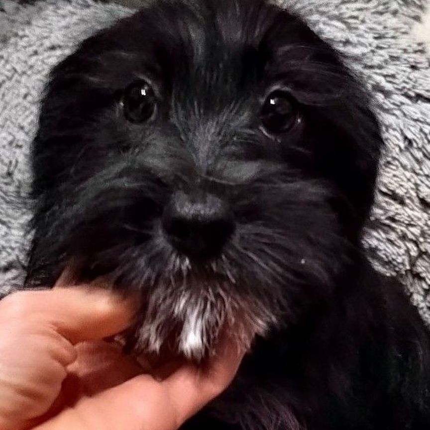 Мальчишки мальтипушки