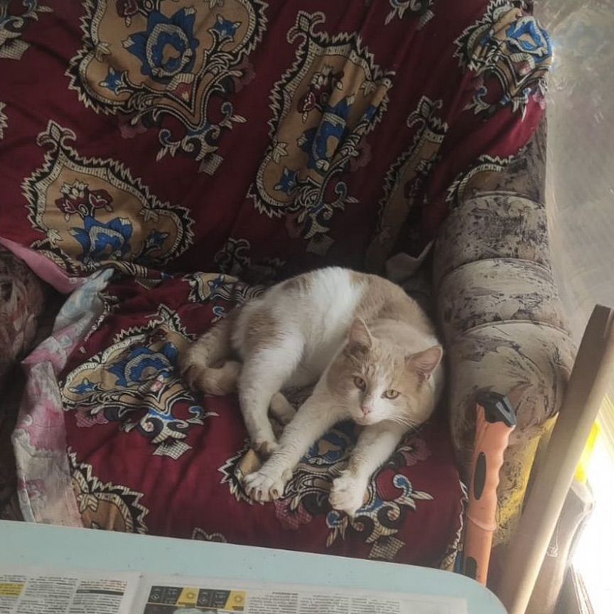Кот просит помощи