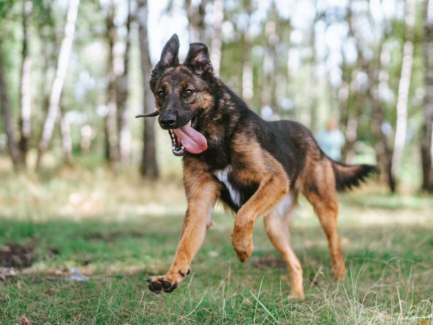 Ищет дом игривая Конфетка