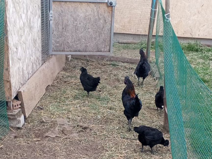 Черные куры Ухейилюй