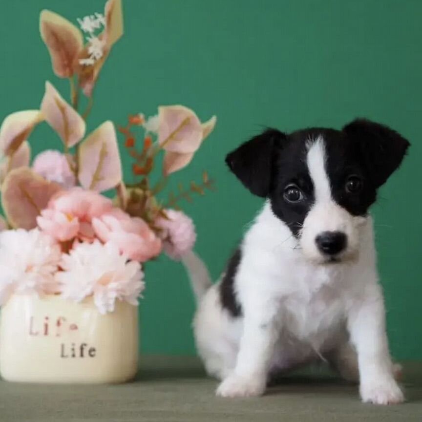 Джек-рассел-терьер, щенок