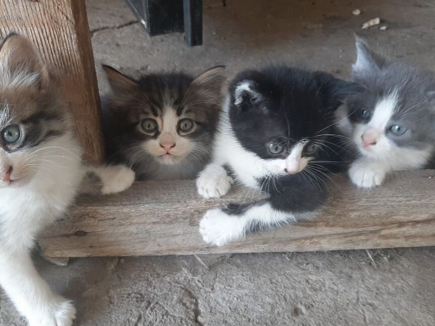 Котята в добрые руки