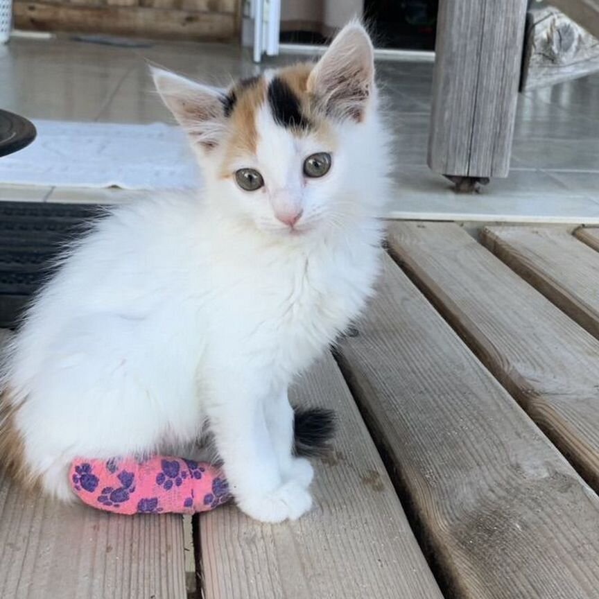 Кошечка,мес 2-3