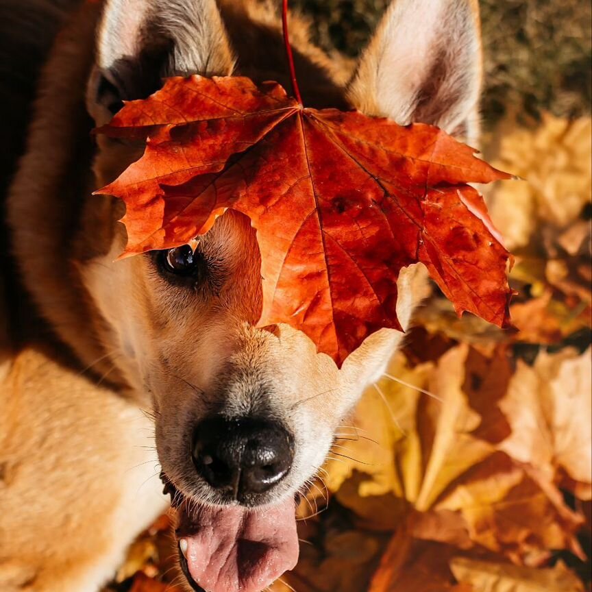 Аристократ Седрик в поисках семьи