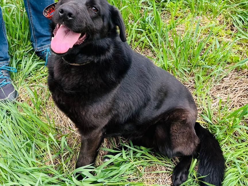 Собака в добрые руки