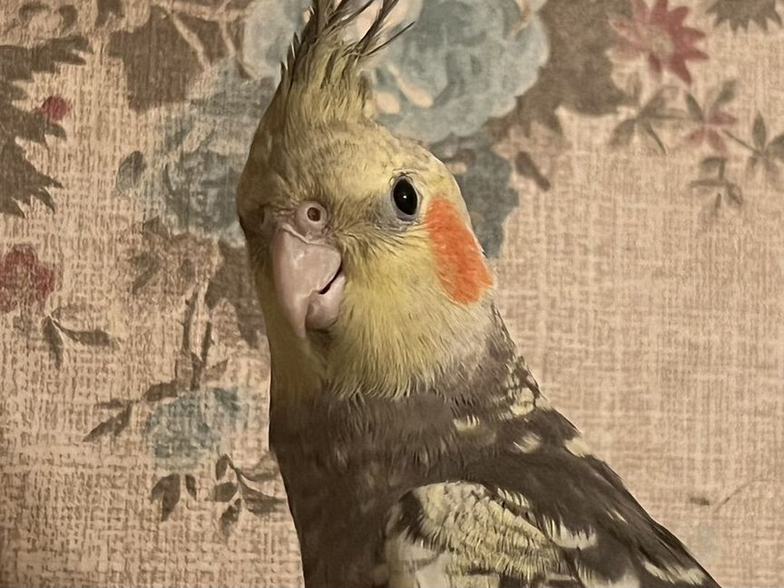 Попугай корелла, самец, 6 месяцев