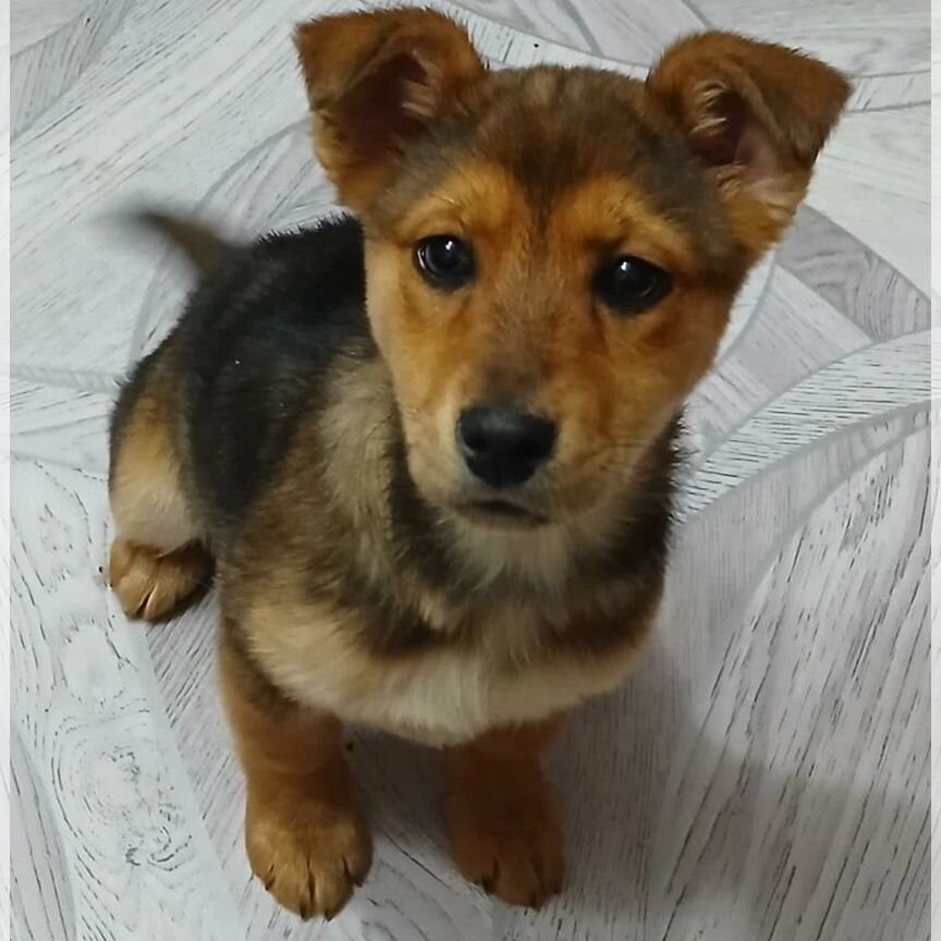 Щенок в добрые руки