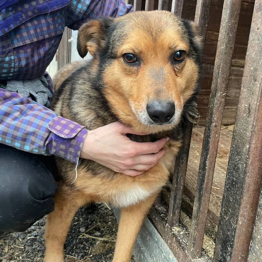 Скромная Ася в добрые руки