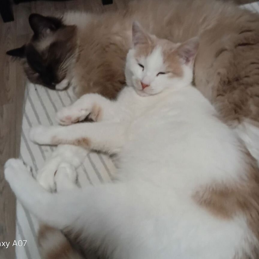 Сиамский, взрослый кот