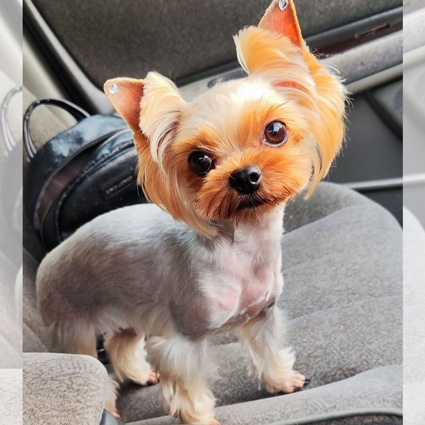 Йоркширский терьер, щенок