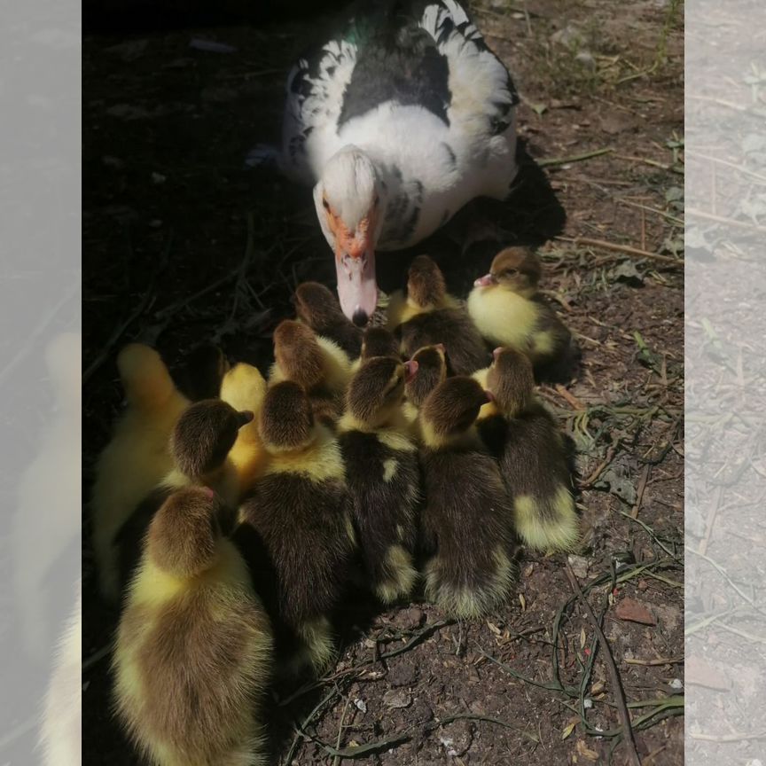 Индоутки индоутята