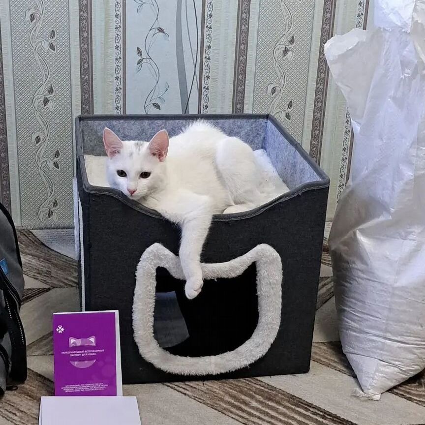 Котёнок в добрые руки