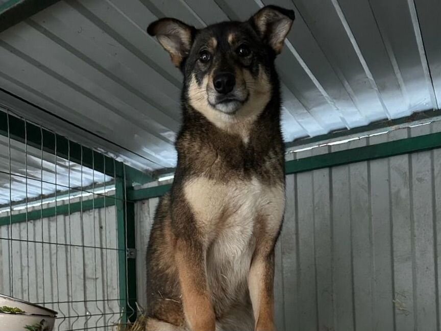 Собачка Хана сидит в пииюте