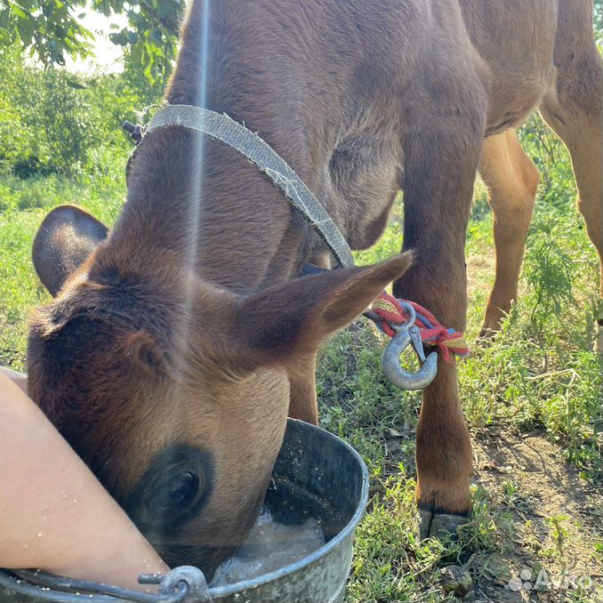 Бычки на откорм