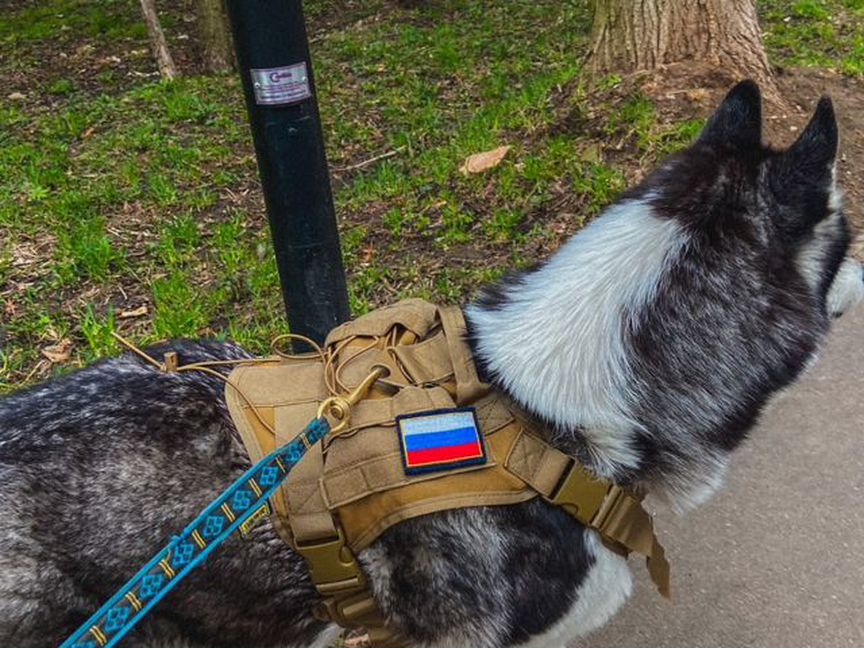 Шлейка для средних и больших собак