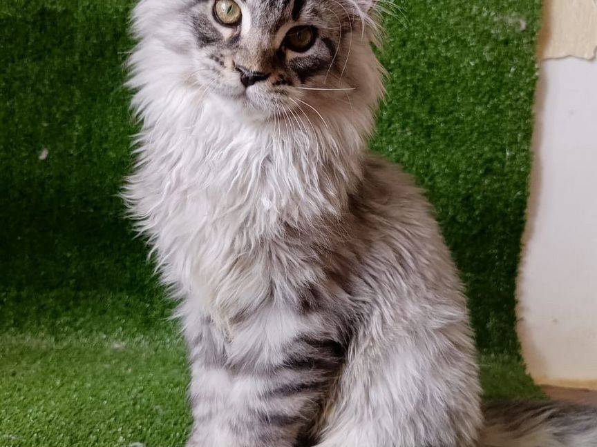 Котята мейн-кун