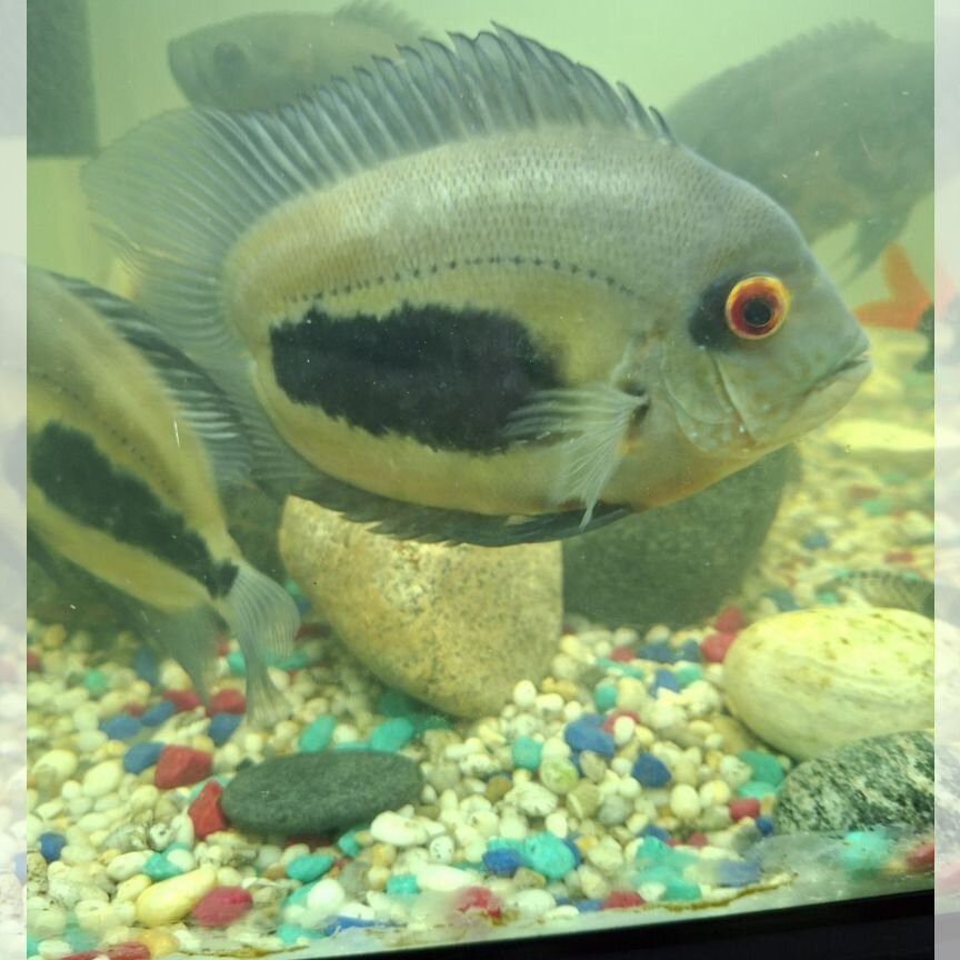 Аквариумные рыбки