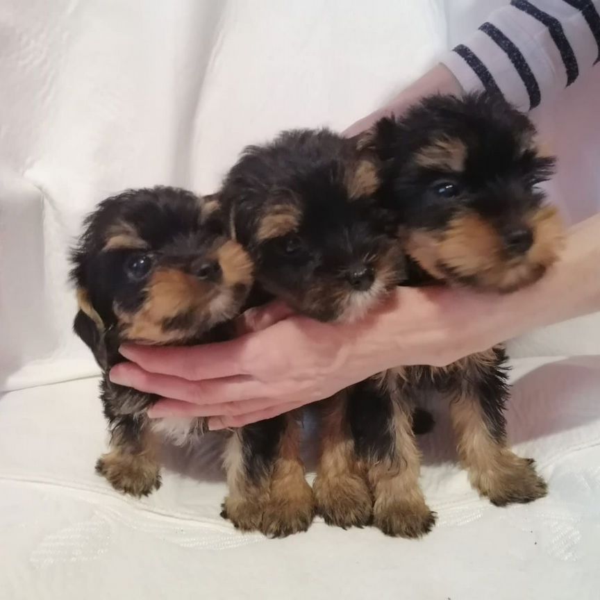 Щенки Йоркширского терьера Мини и Стандарт