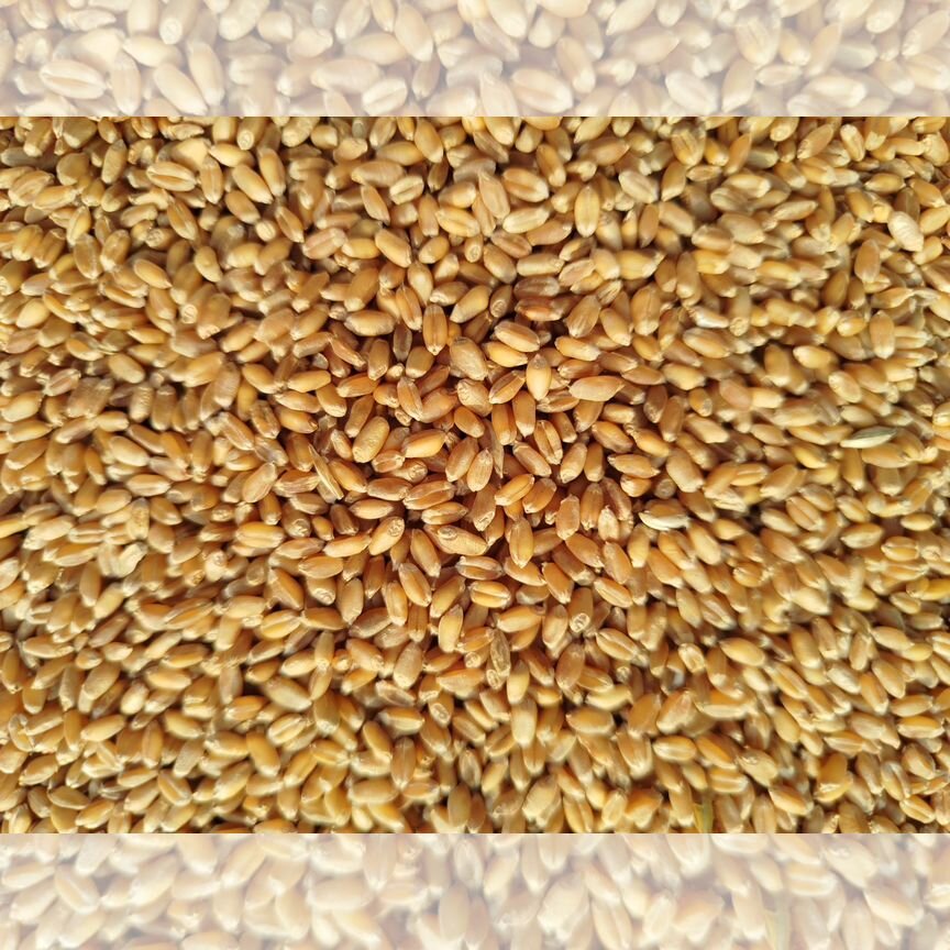 Зерно пшеница в мешках