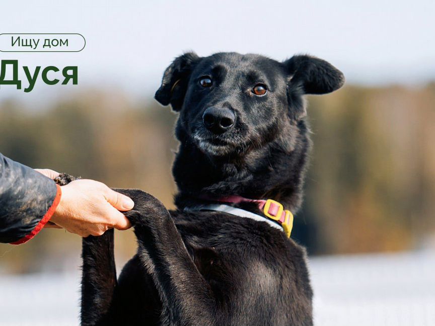 Собака Дуся в добрые руки бесплатно