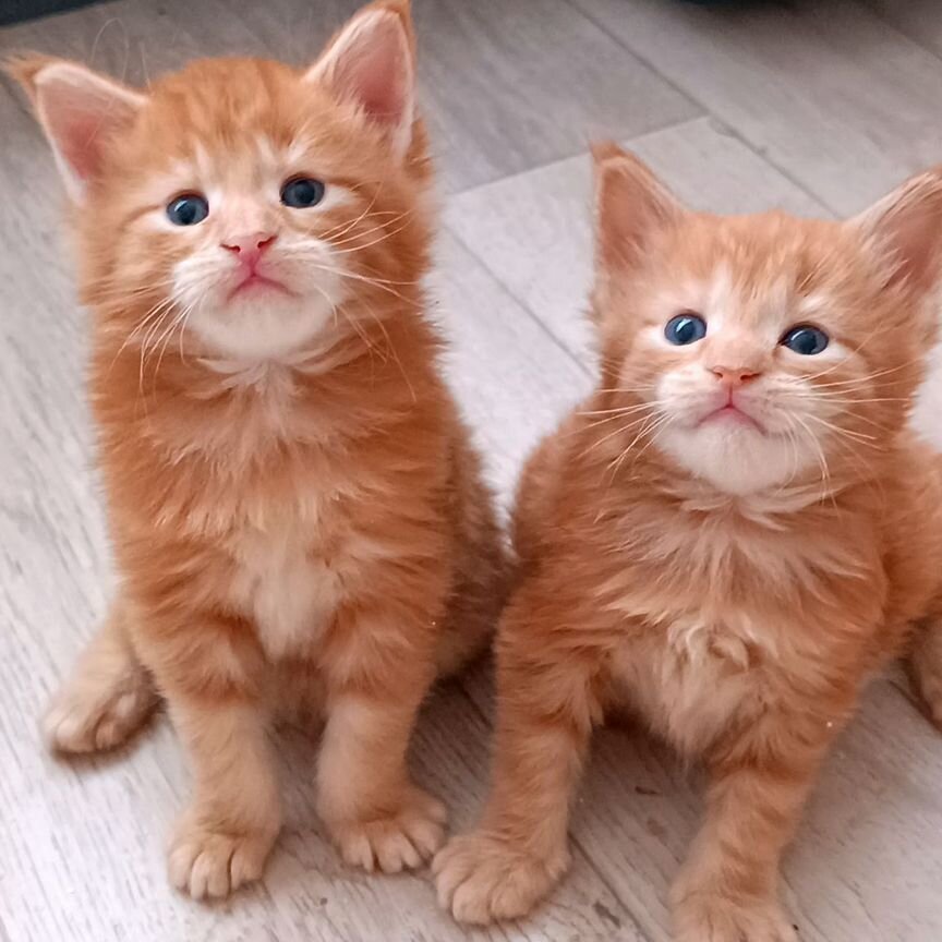 Мейн-кунчики котята