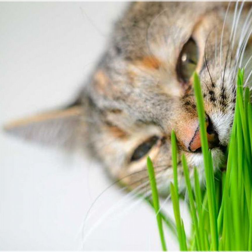 Пророщенная пшеница