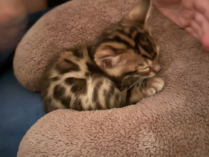 Бенгальская девочка