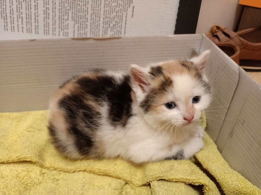 Котята в добрые руки бесплатно