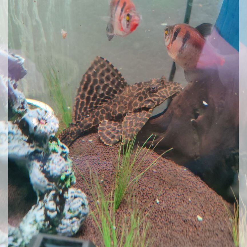 Птеригоплихт парчовый