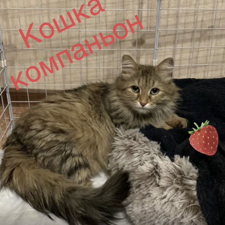 Роскошная кошка с печальной судьбой