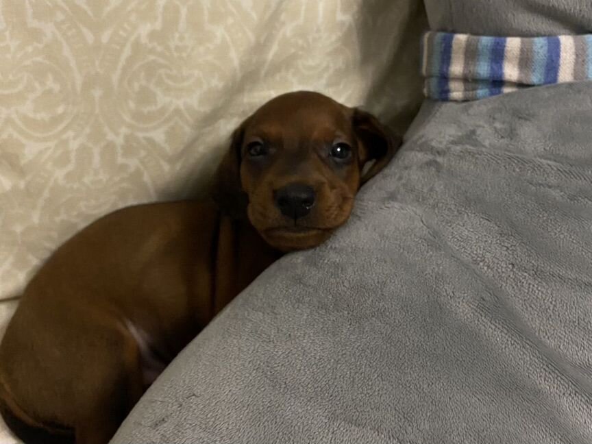 Карликовая такса